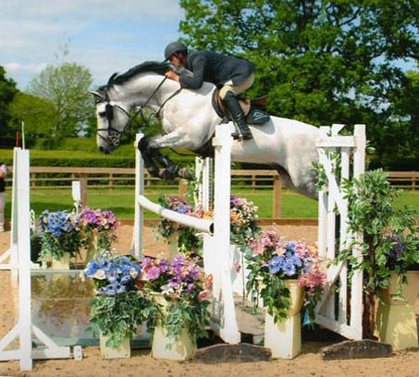 Showjumping Stallions – StableExpress