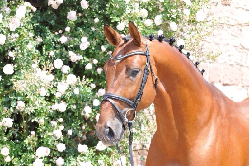 Camargo (Canturo x For Pleasure), International Showjumping Stallion ...