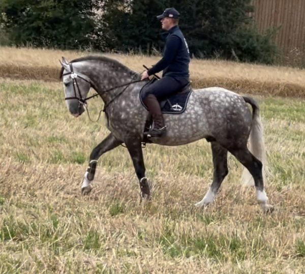 Cappa Sarsfield – Irish Draught Stallion – StableExpress