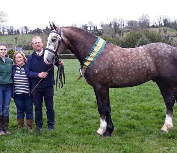 Cappa Sarsfield – Irish Draught Stallion – StableExpress