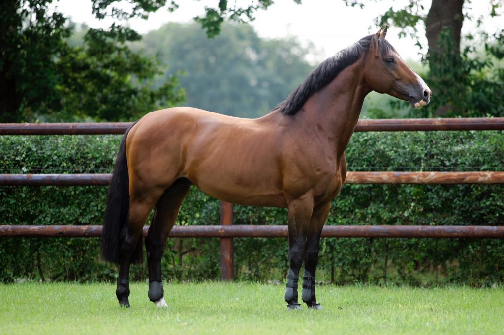 Carambole (Cassini I x Concerto II), Grand Prix Showjumping Stallion ...
