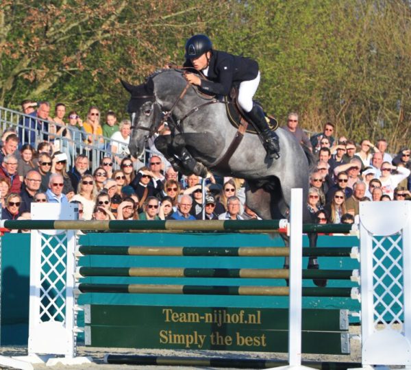 Dorian Grey TN Z (Dominator Z x Chellano Z), Show Jumping Stallion ...