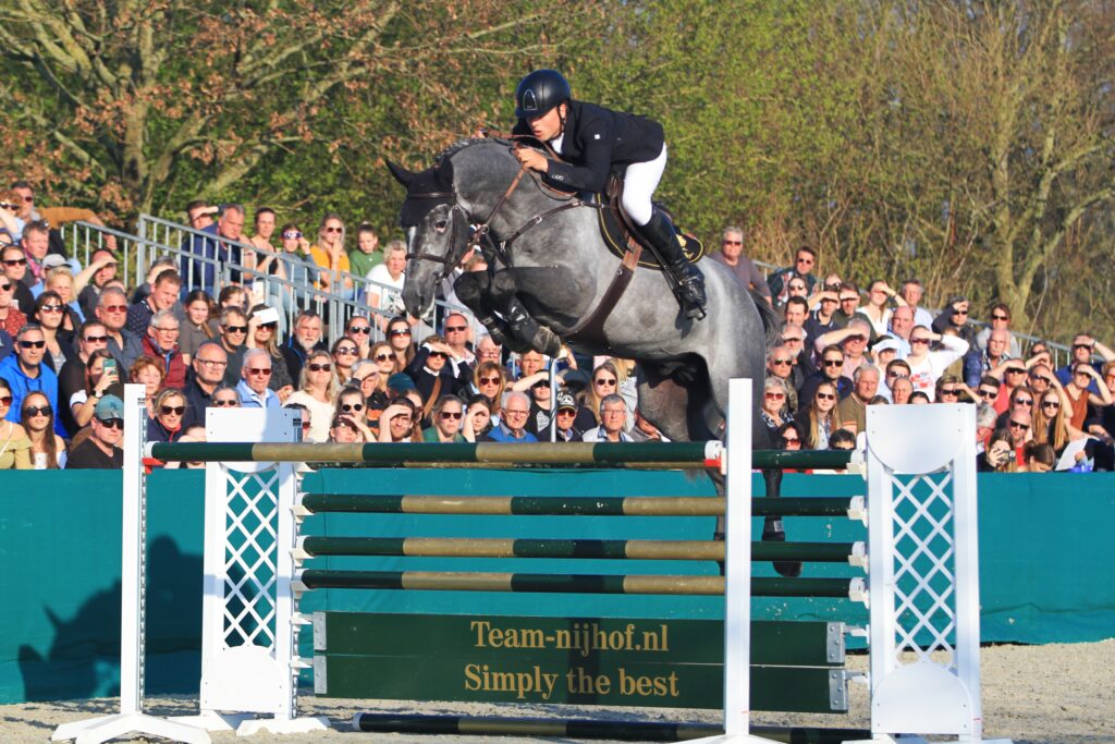 Dorian Grey TN Z (Dominator Z x Chellano Z), Show Jumping Stallion ...