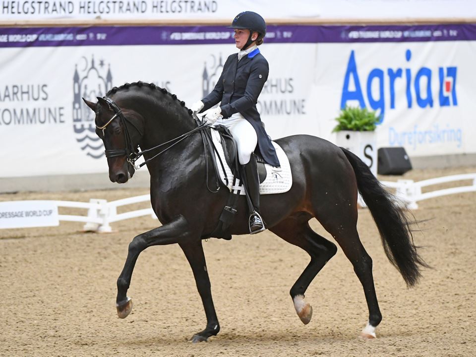 Stallions At Stud – StableExpress