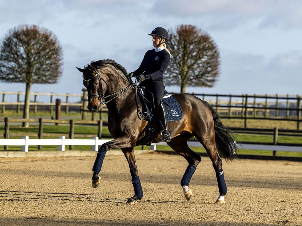 Stallions At Stud – StableExpress