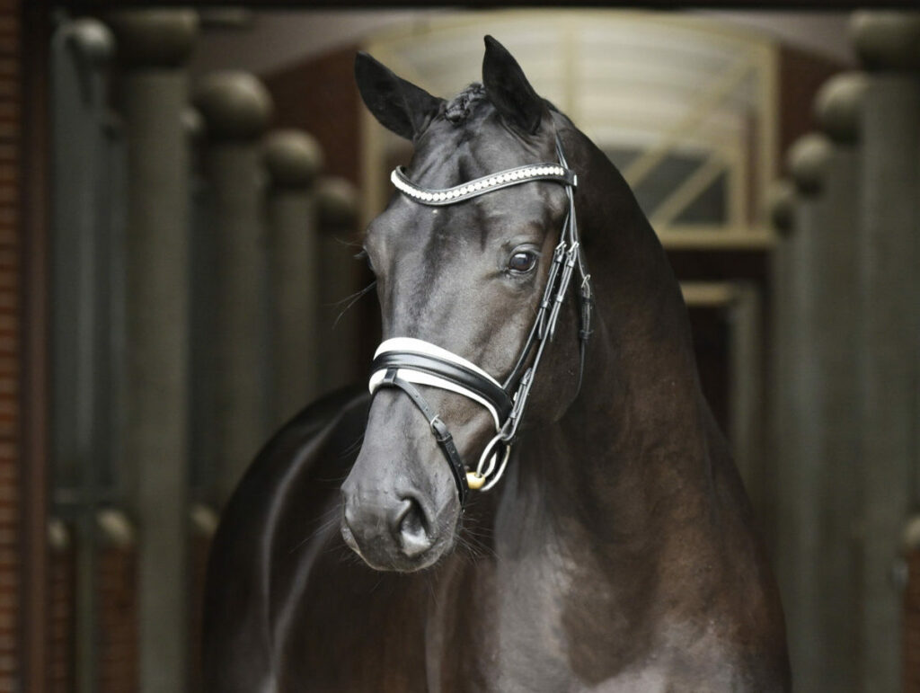 Glamourville (Glamourdale x Londonderry), Dressage Stallion – StableExpress