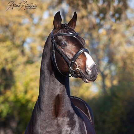 Stallions At Stud – StableExpress