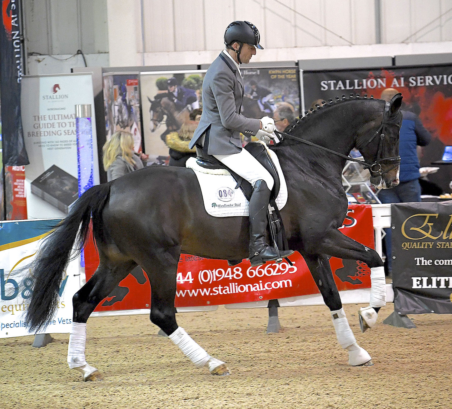 Stallions At Stud – StableExpress