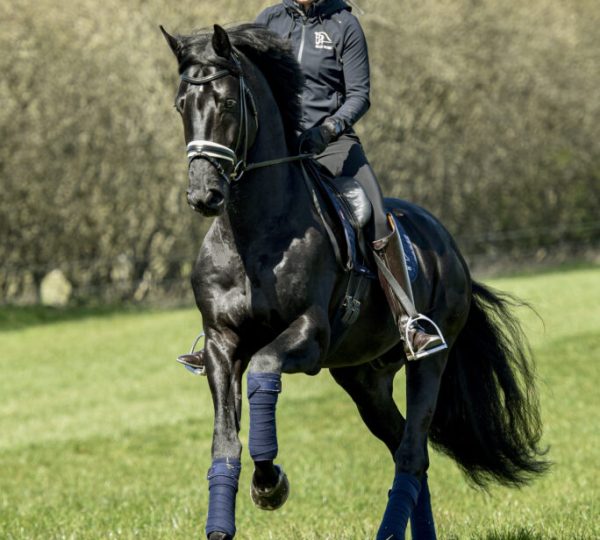 Kingston (Glock’s Toto Jr N.o.p. x Turbo Magic), Dressage Stallion ...