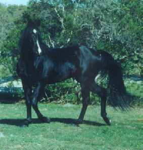 Stallions At Stud – StableExpress