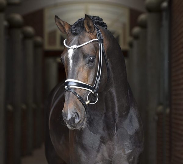 Santiano (Sezuan x Romanov), Dressage Stallion – StableExpress