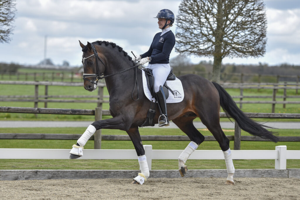 Santiano (Sezuan x Romanov), Dressage Stallion – StableExpress