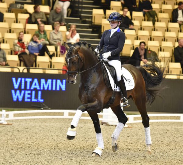 Santiano (Sezuan x Romanov), Dressage Stallion – StableExpress