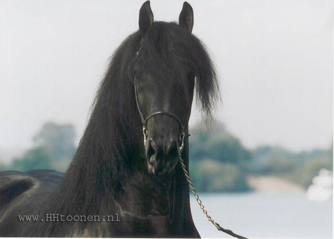 Friesian Stallions – StableExpress