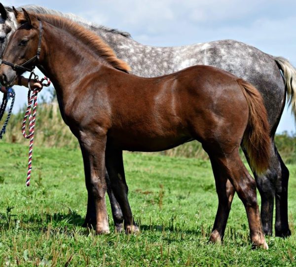 Corrindon Dancer – 16.3hh Liver Chestnut Irish Draught Stallion ...