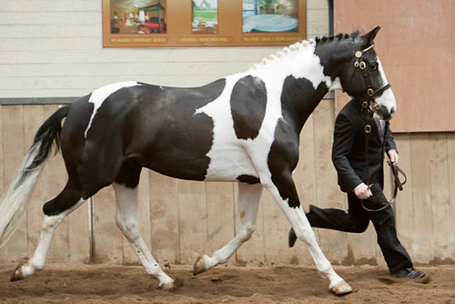 Coloured Stallions – StableExpress