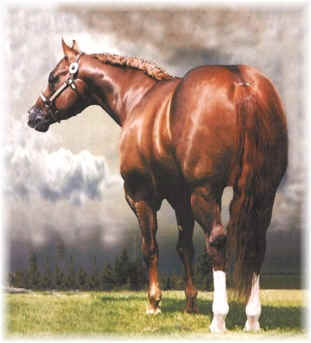 Alittle RNR – Canadian National Supreme Halter Stallion – StableExpress