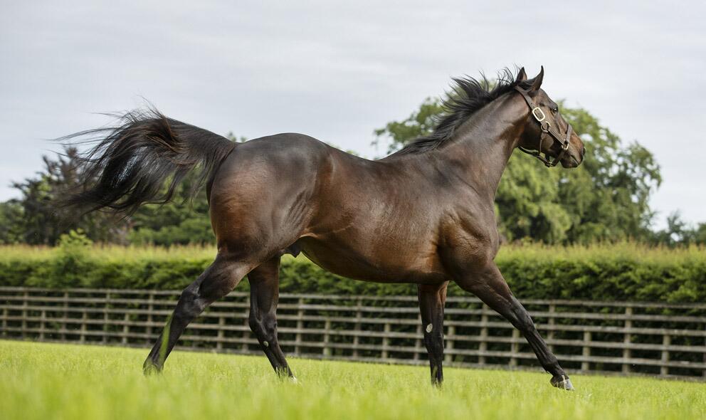 Blue Point – The Masterful Stallion that Ruled the Racetrack ...