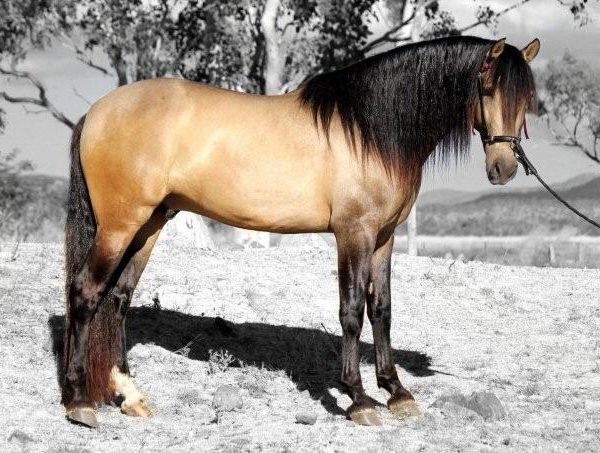 Buckskin Andalusian Stallion, RAYADILLO SG (Meloso PM x Habanero XLI ...