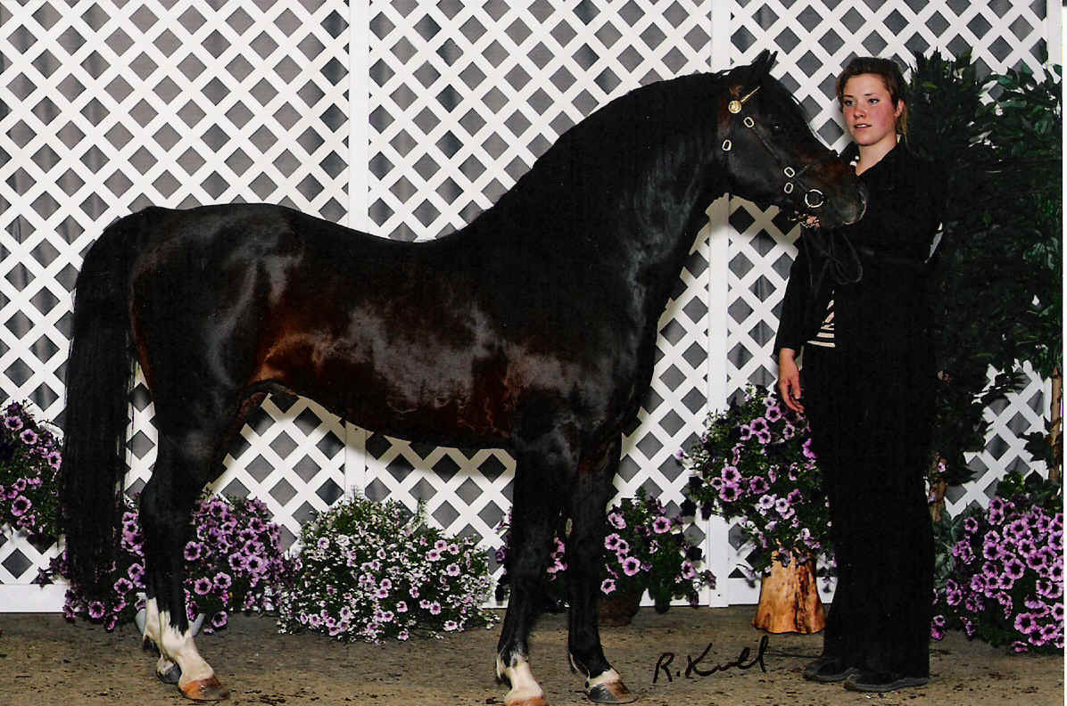 Alvesta Farm – Breeding quality Welsh Mountain Ponies and Section B ...