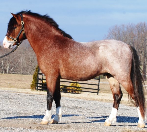 Cherubs Casanova – Bay Roan Splash Sabino Section A Welsh Stallion ...