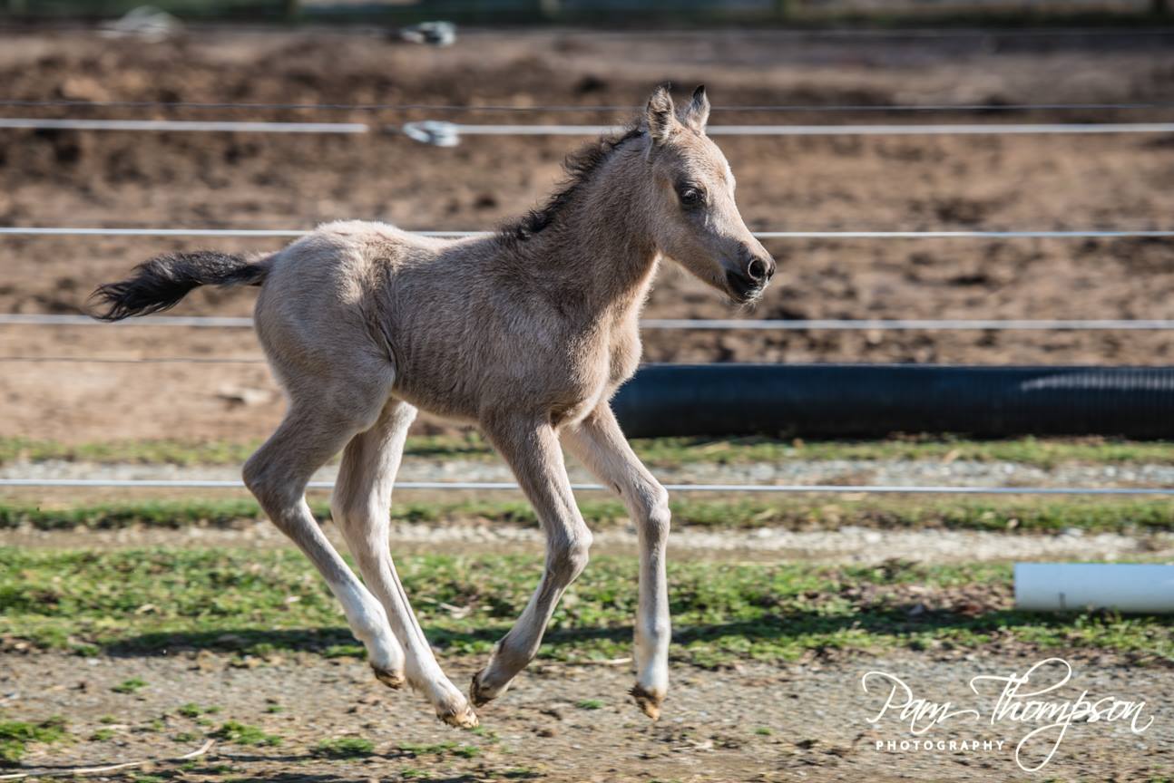 Stallions At Stud – StableExpress