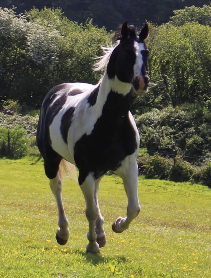 Roslin American Quarter Horses and Paints, Devon – StableExpress