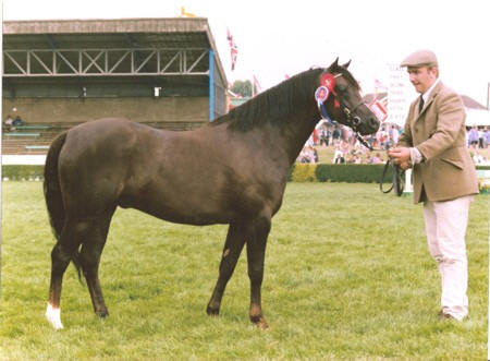 Stallions At Stud – StableExpress