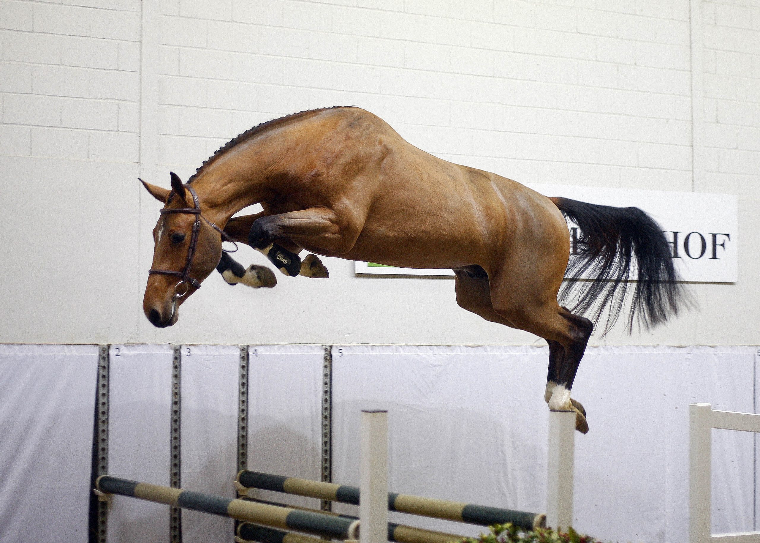 Drummer TN (Diamant de Semilly x Chin Chin), Genetically Interesting ...