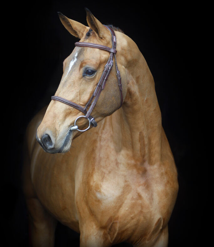 Drummer TN (Diamant de Semilly x Chin Chin), Genetically Interesting ...