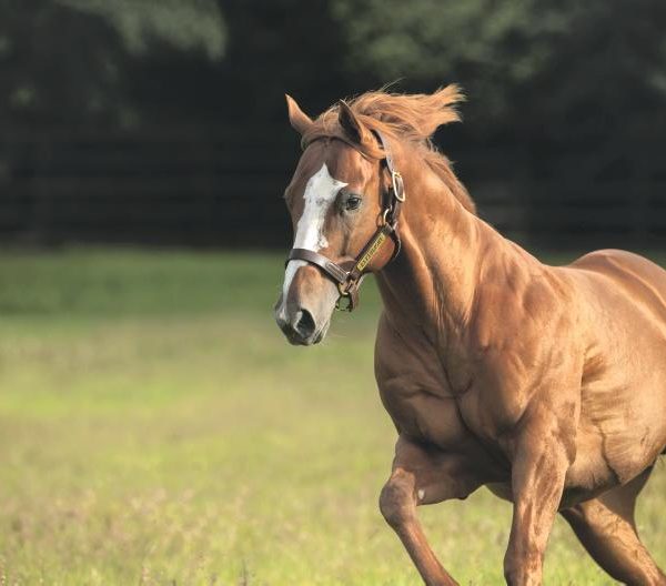 Earthlight – The Iconic Racehorse Stallion Now at Stud – StableExpress