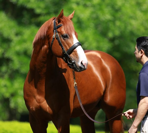 Earthlight – The Iconic Racehorse Stallion Now at Stud – StableExpress