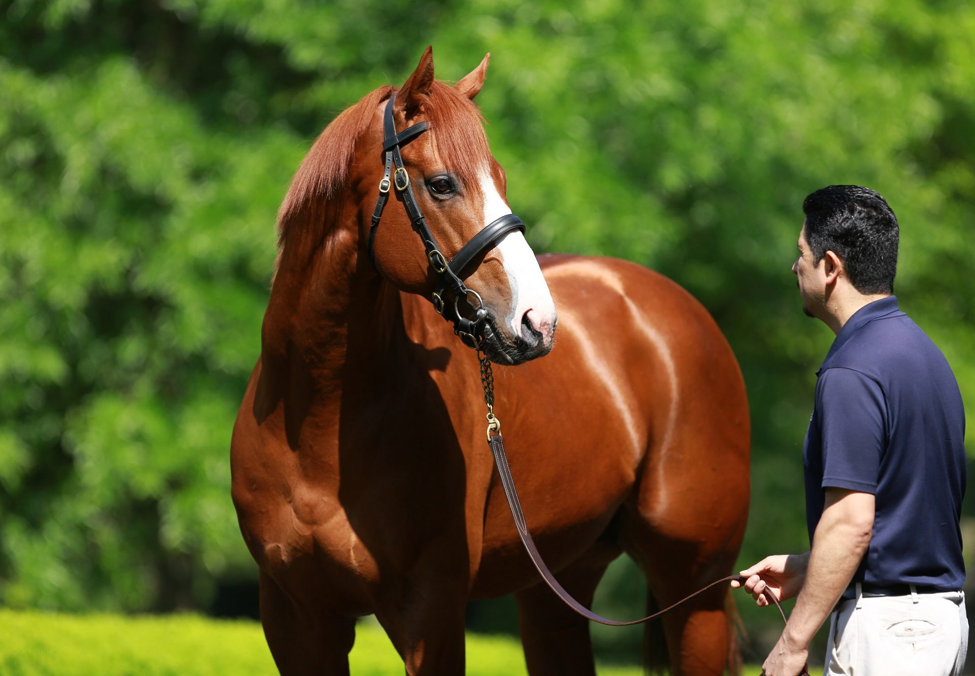 Earthlight – The Iconic Racehorse Stallion Now at Stud – StableExpress