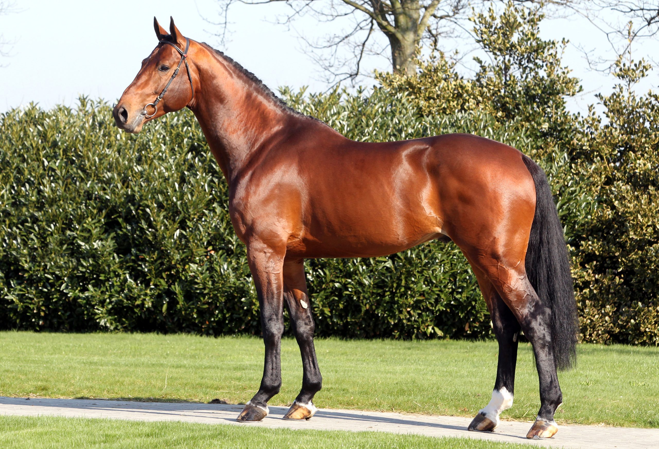 Stallions At Stud – StableExpress