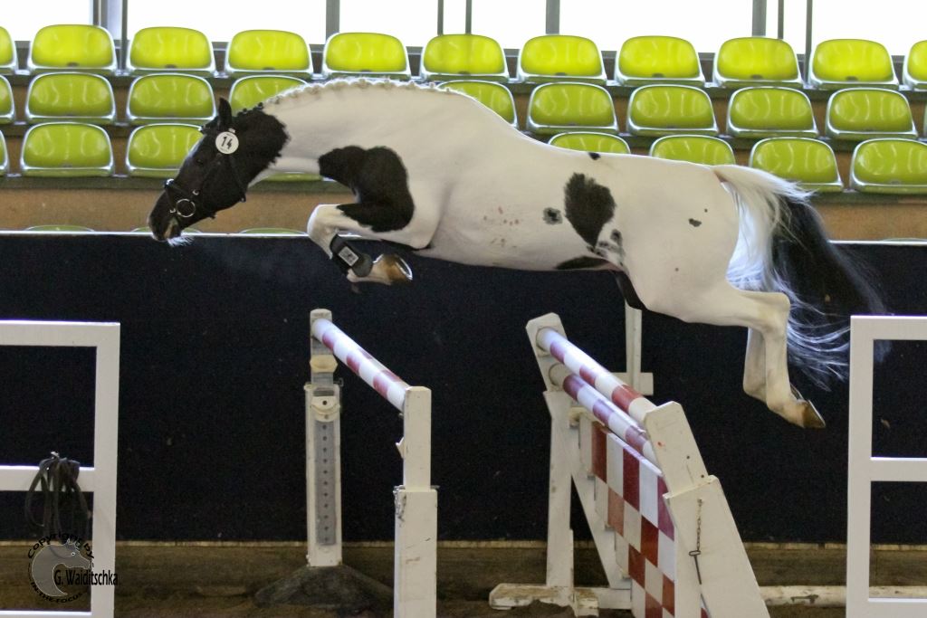 Exzeptionat – Homozygous Tobiano Trakehner Stallion – StableExpress
