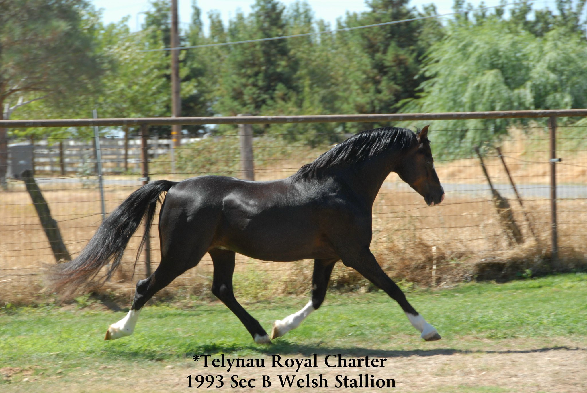 Farmore Farms Welsh Ponies, Home of International Supreme Champion ...