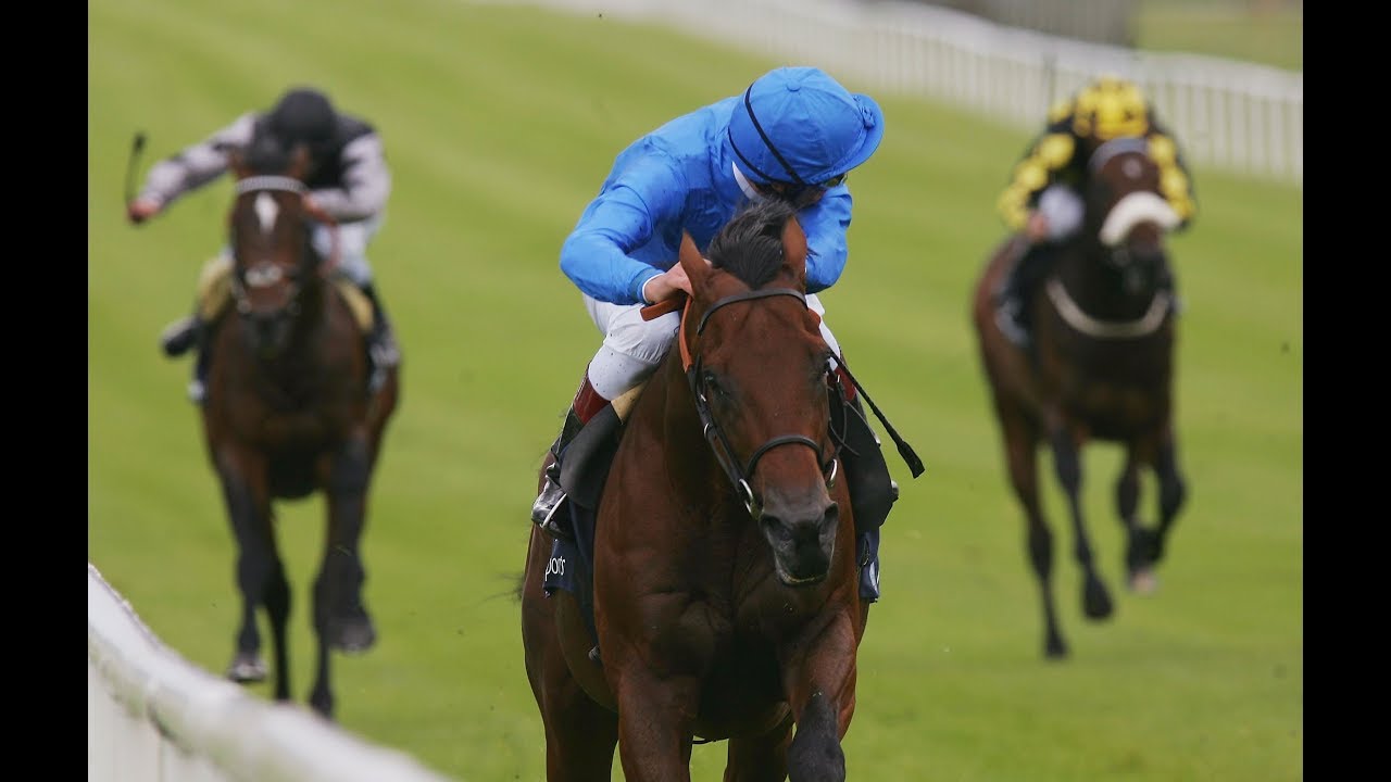 Race Horse Stallions – StableExpress