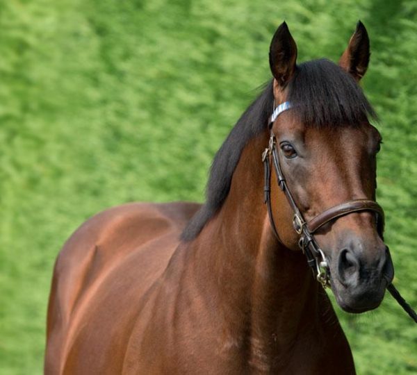 Flat Horse Racing Stallion Dubawi – StableExpress