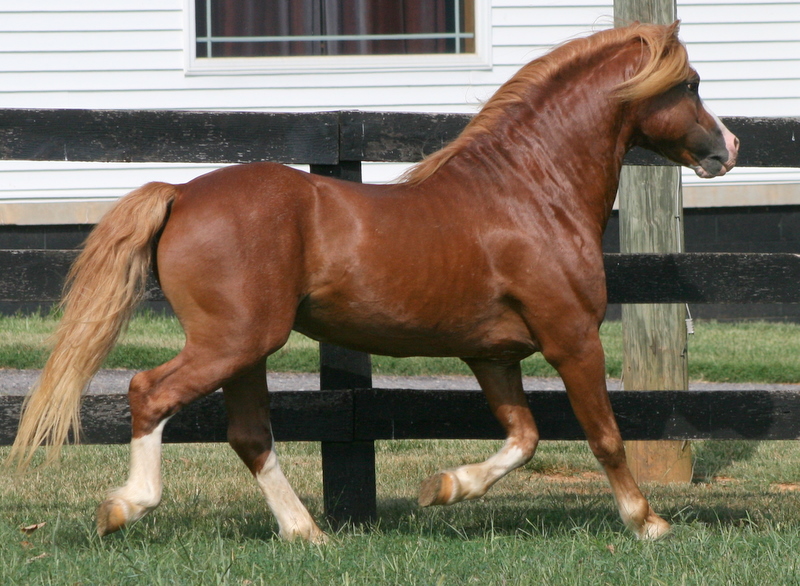 Stallions At Stud – StableExpress