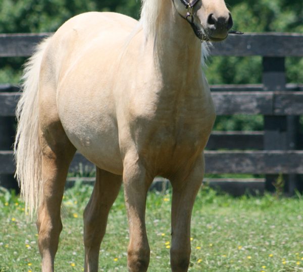 Welsh Section D Stallions at Stud – Downland Rembrandt / Rhoson Shem ...
