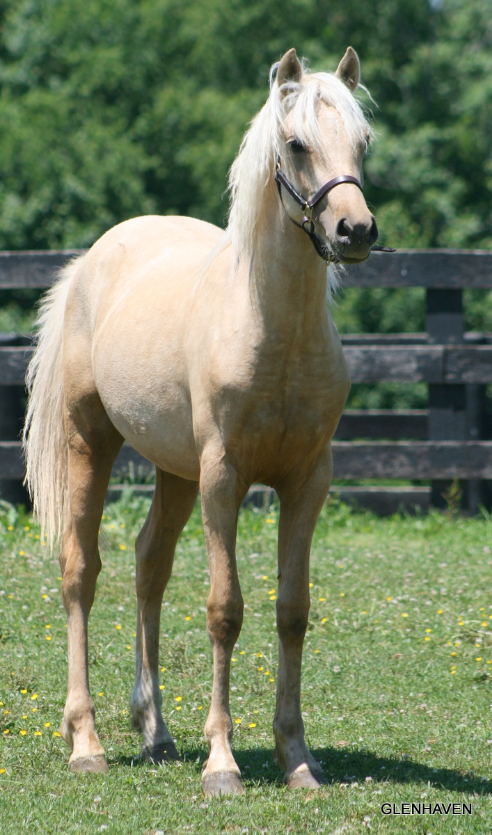 Welsh Section D Stallions at Stud – Downland Rembrandt / Rhoson Shem ...