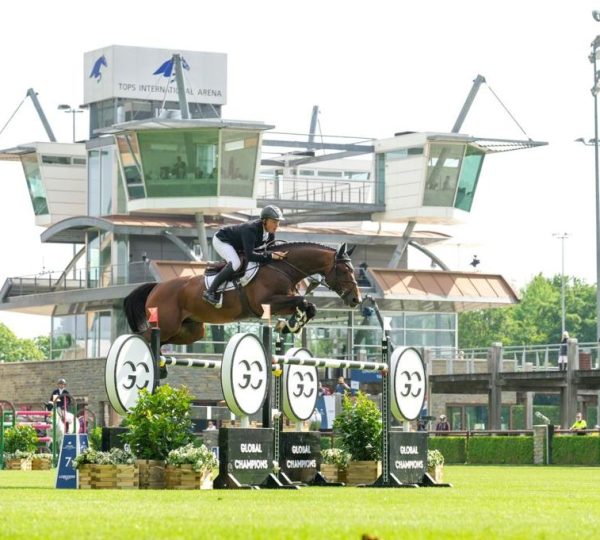 Grandorado TN N.O.P. (Eldorado VD Zeshoek TN x Carolus II), Showjumping Stallion – StableExpress