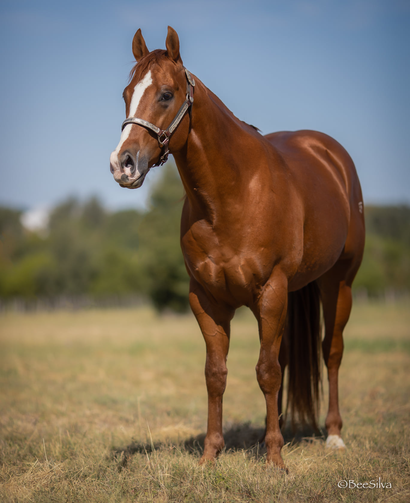 Green Creek Ranch, Quarter Horse Performance Stallions – Stephenville ...