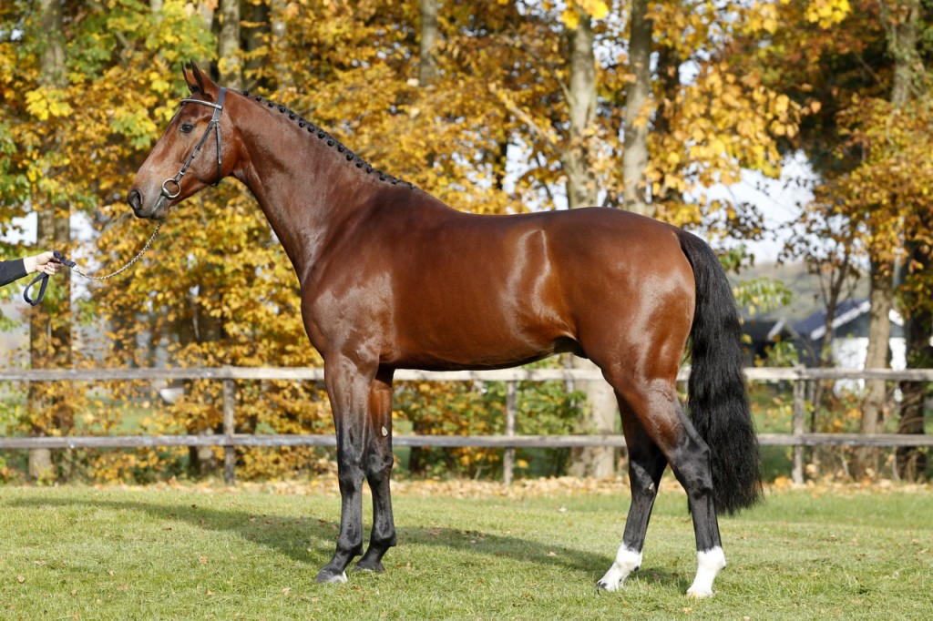 Showjumping Stallions – StableExpress