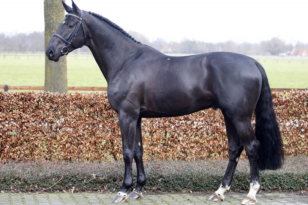 Stallions At Stud – StableExpress