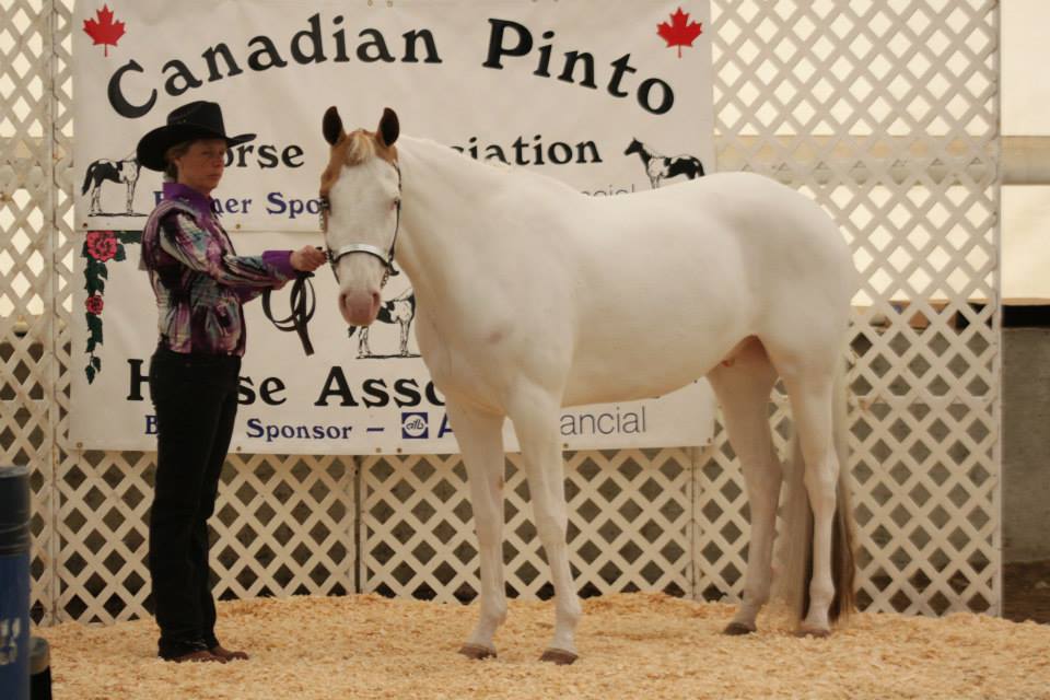 Palomino Stallions – StableExpress