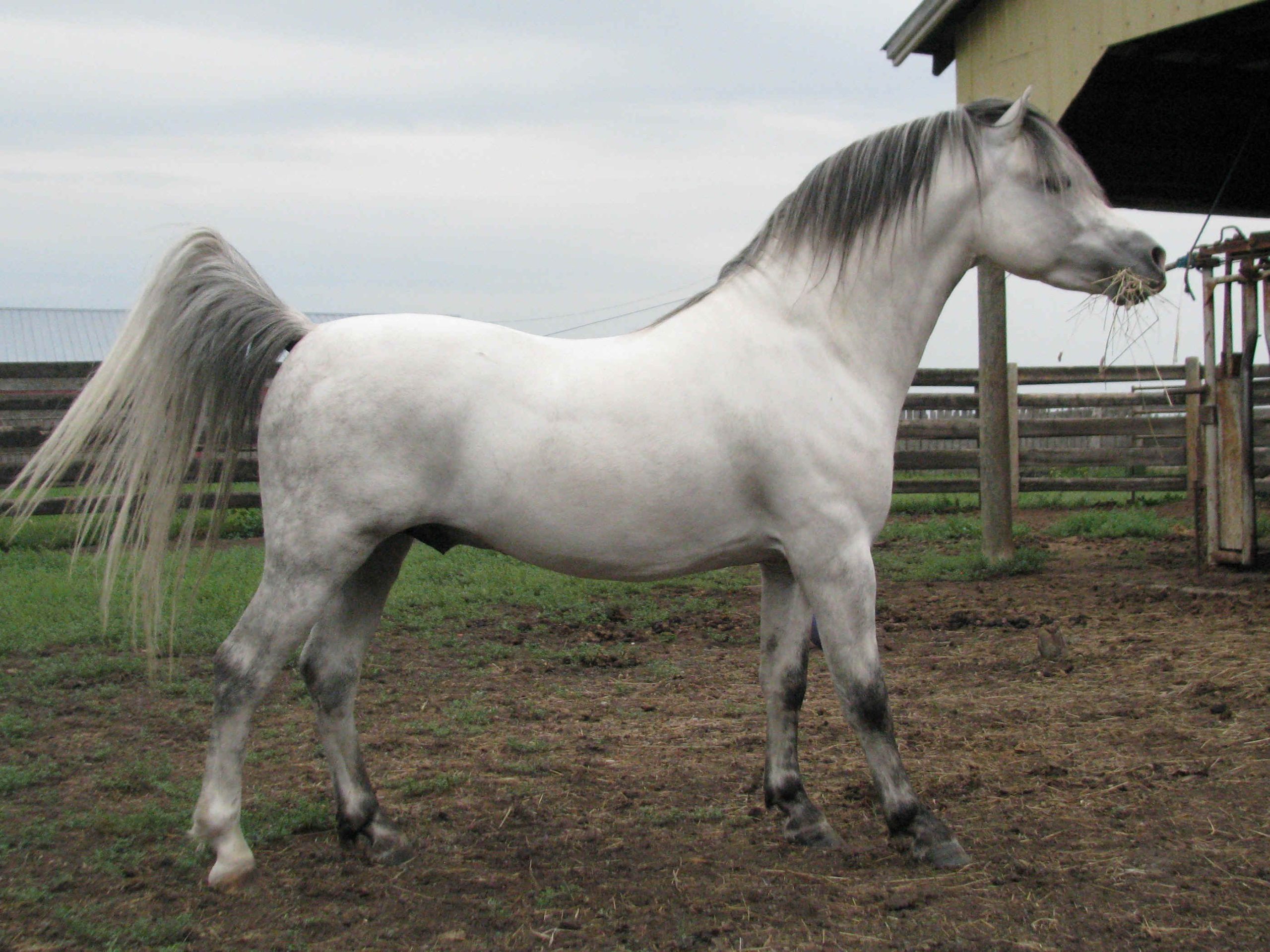 Alvesta Farm – Breeding quality Welsh Mountain Ponies and Section B ...