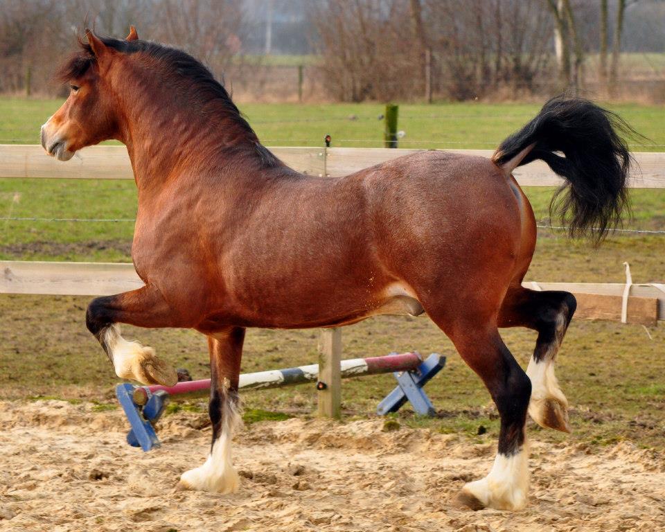 Stallions At Stud – StableExpress