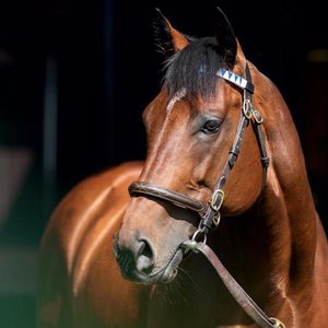 Race Horse Stallion, Cracksman (Son of Frankel) – Stallion At Stud ...