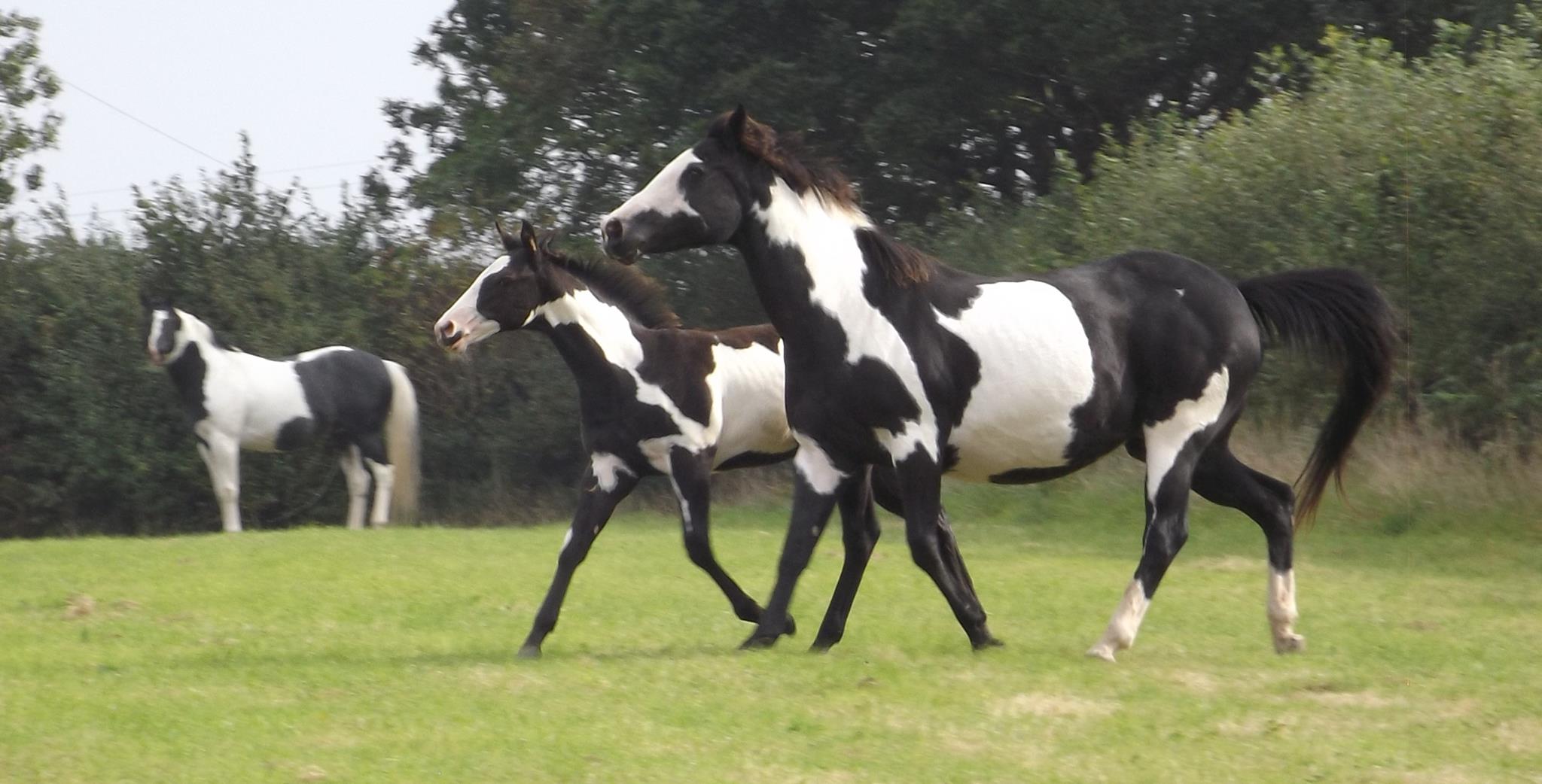 Roslin American Quarter Horses and Paints, Devon – StableExpress